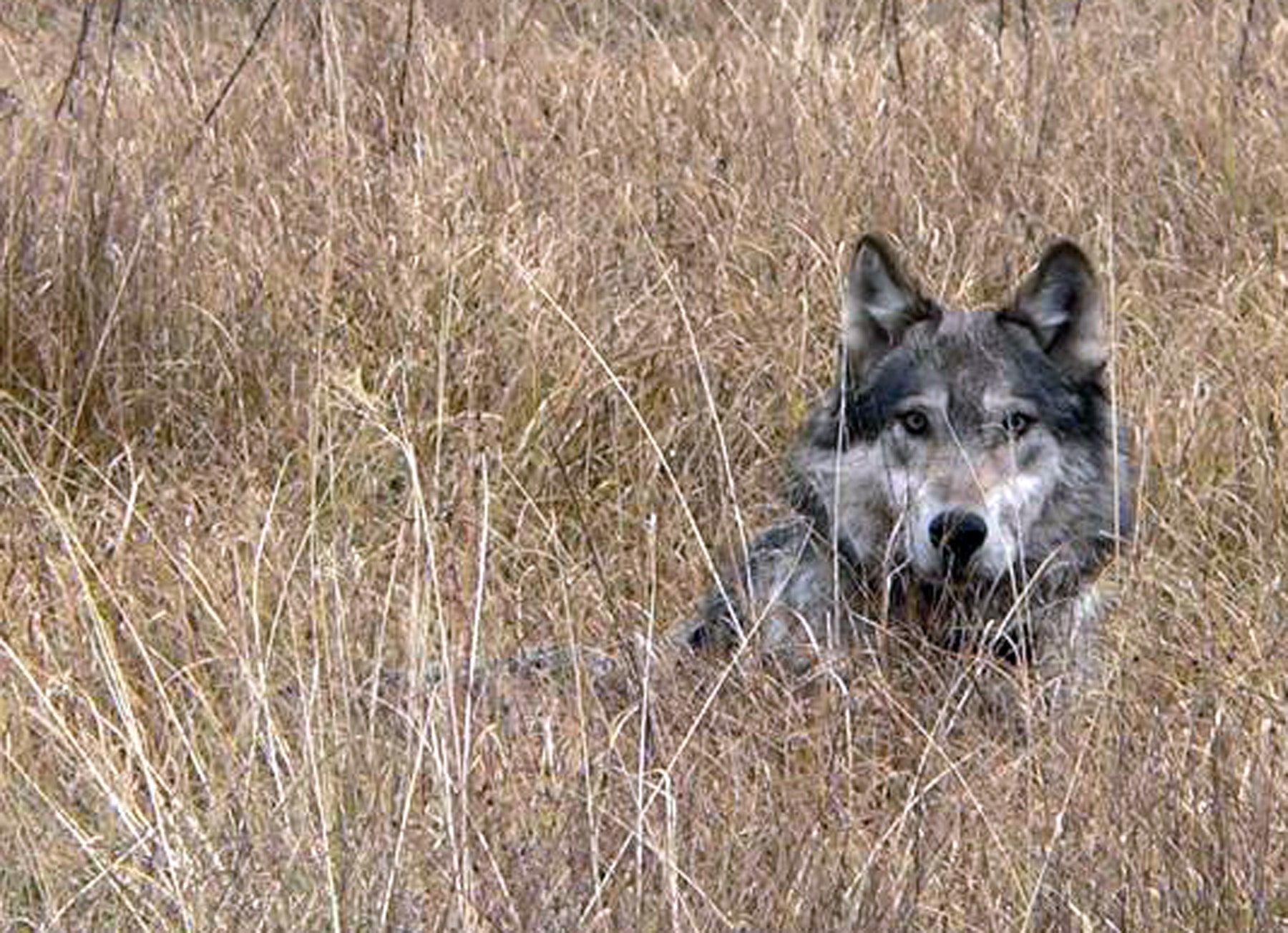 Deal Reached to Lift Wolf Protections in 2 States | Fox News
