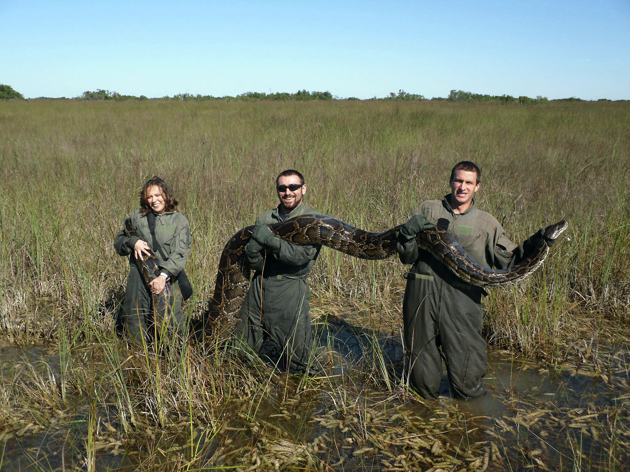 Burmese Pythons Rule Florida's Everglades | Fox News