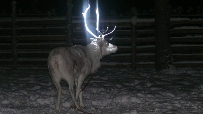 Reindeer get 'glowing' antler makeover in Finland