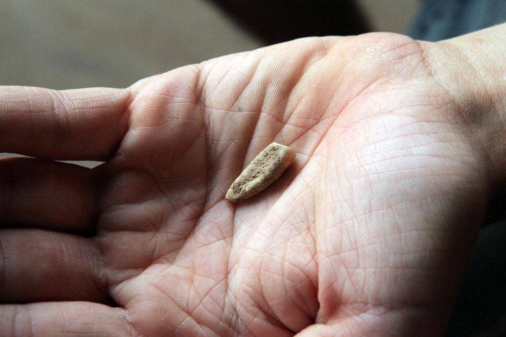 French archaeology students find 560,000-year-old human tooth in major ...