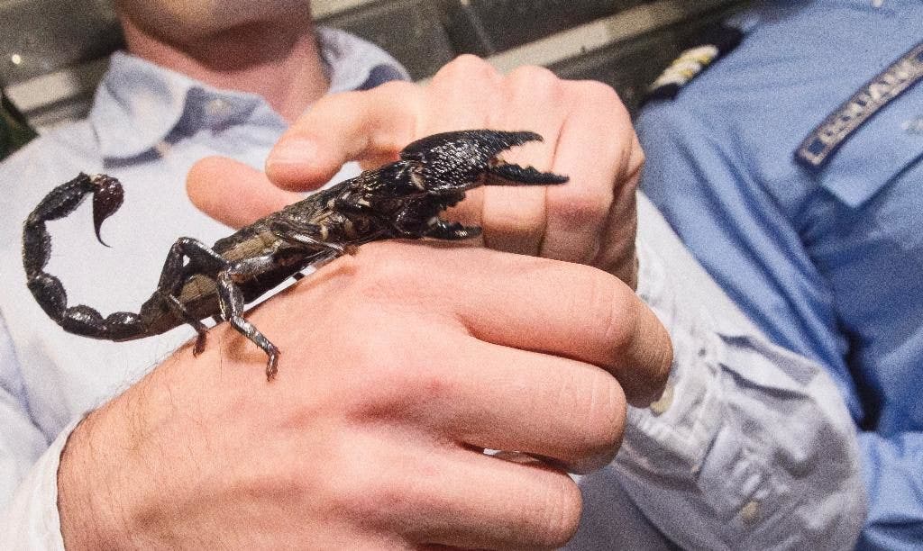 French customs seizes 115 live scorpions headed from Cameroon to US ...