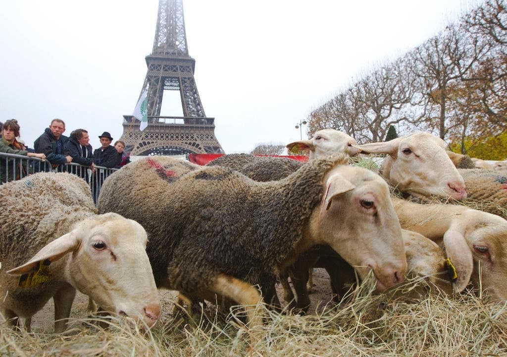 Baaa, say sheep farmers protesting in Paris over wolf attacks ...