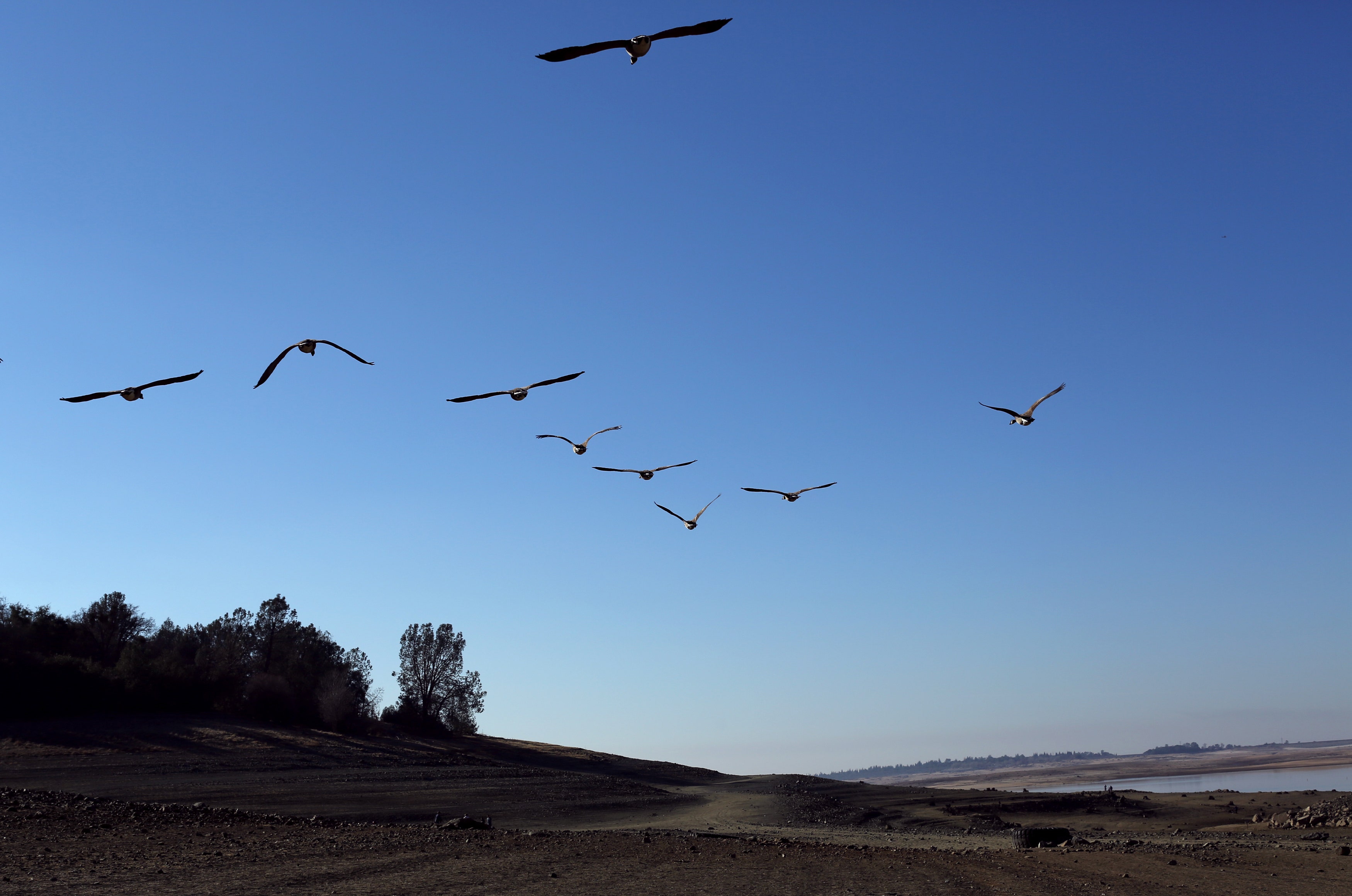 Roller-coaster flight: How geese save energy while migrating | Fox News