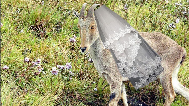 Brazilian Man Plans To Marry His Sweetheart...A Goat | Fox News
