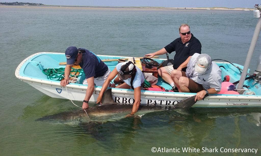 Beachgoers help great white shark stranded on Cape Cod, keeping it wet ...