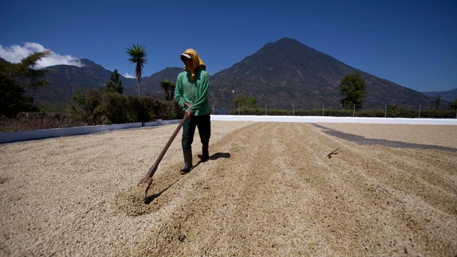 Guatemala Suffers a Coffee Crisis | Fox News