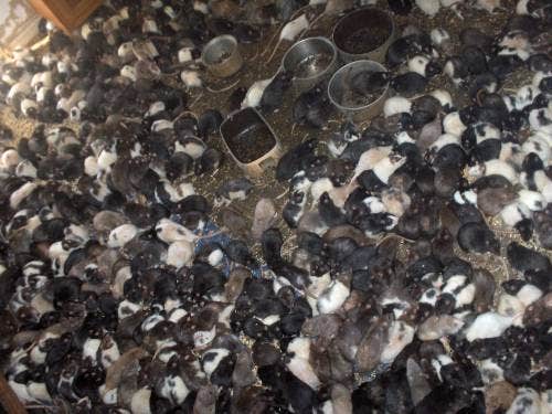 Watercooler: Tail-End of 'Hoarders' Season Features ... Rats! | Fox News