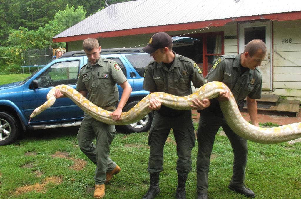 2 homeless giant pythons given to Vermont man headed to Massachusetts ...