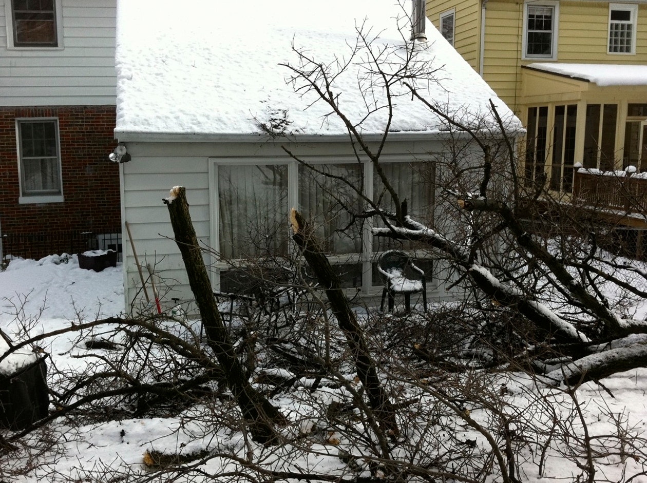 If a Tree Falls on Your House, What Do You Do? | Fox News