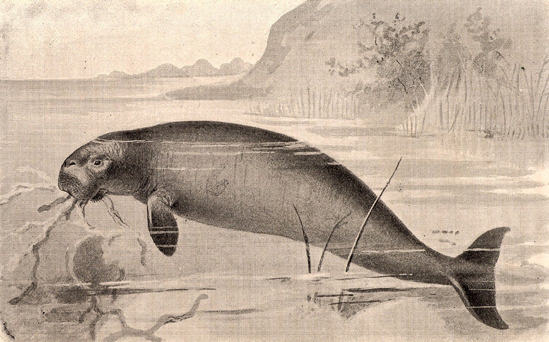 Headless skeleton of extinct sea cow unearthed in Siberia | Fox News