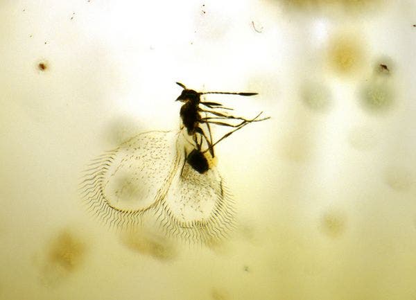 Ancient Amber Reveals Treasure Trove of Fossils | Fox News