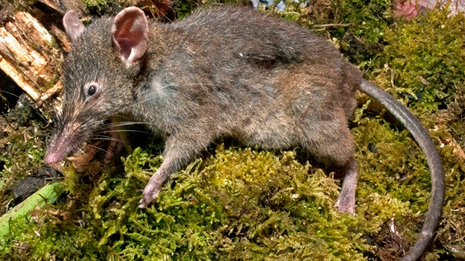 Toothless rat that doesn't chew or gnaw discovered in Indonesia | Fox News
