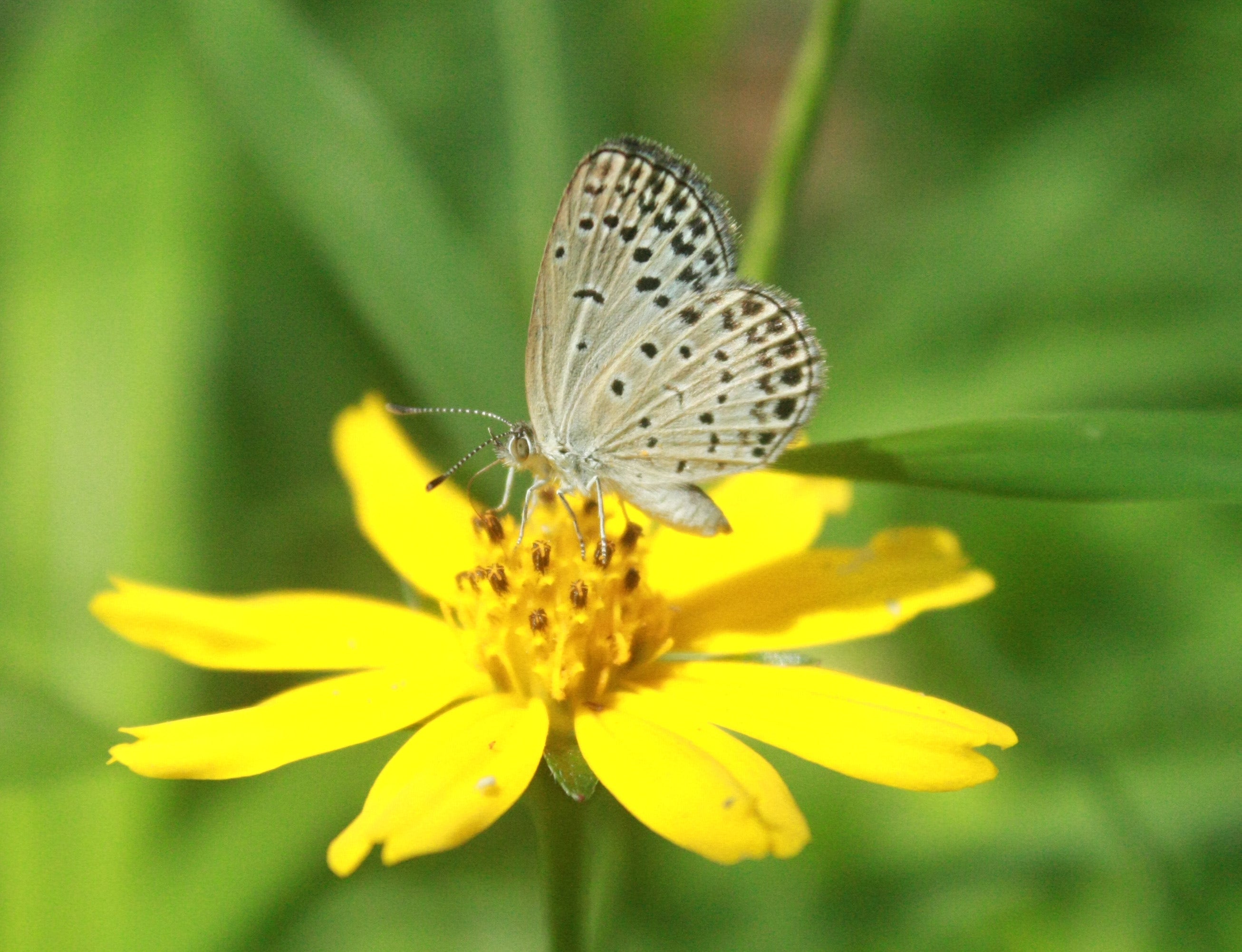 Japan's nuclear leaks sparked butterfly mutations | Fox News