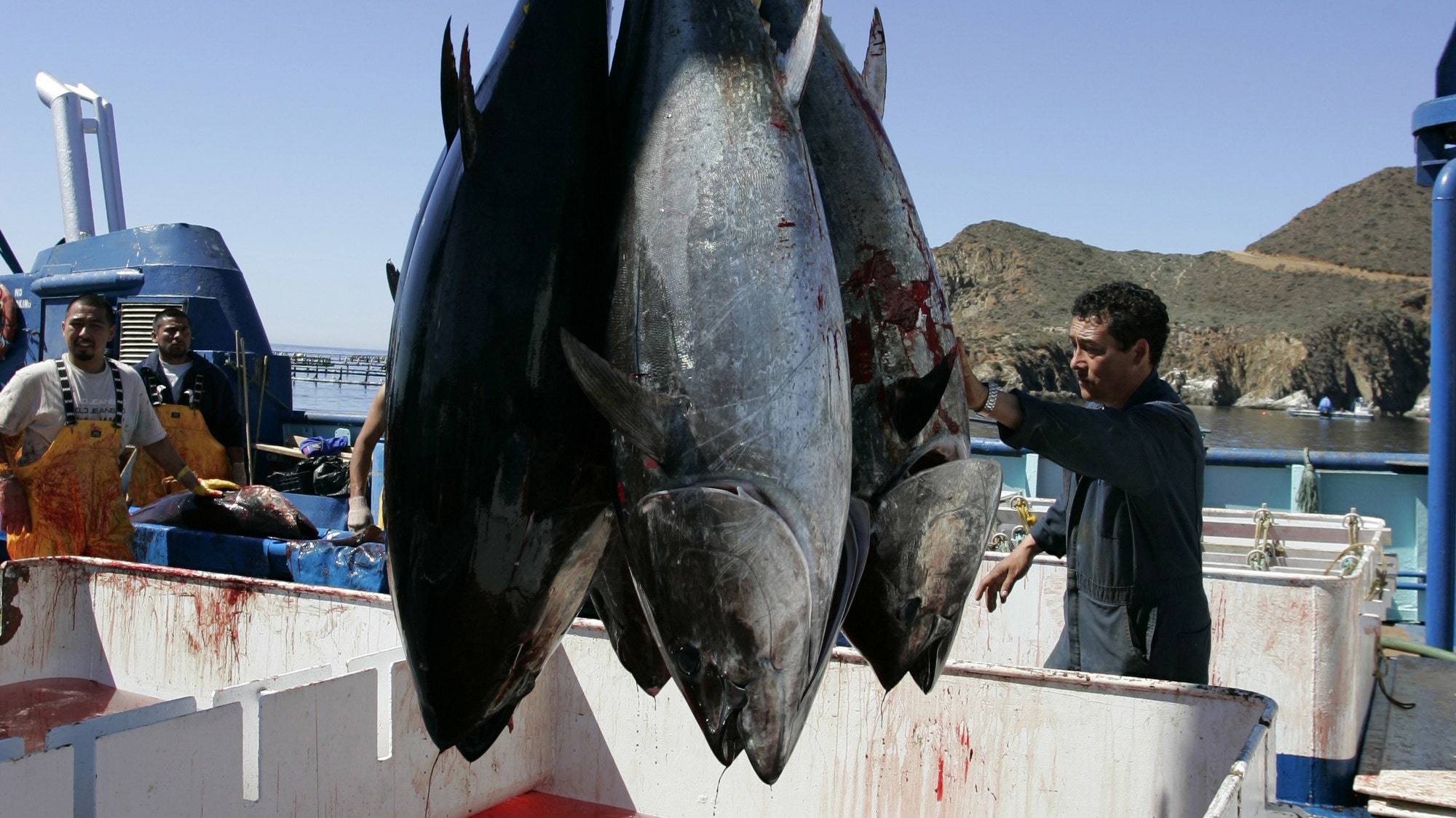 Radioactive Tuna Swim from Japan to California | Fox News