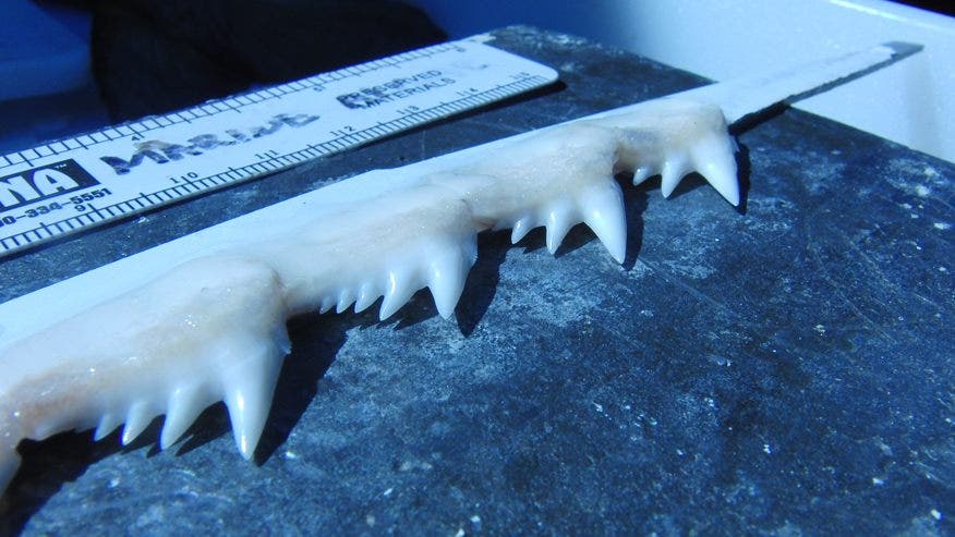 Cornell researchers show off shark tooth saw | Fox News