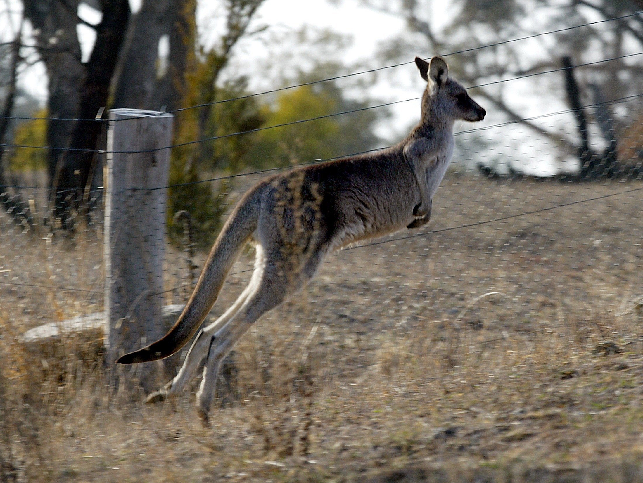 Kangaroo downs drone with leaping punch | Fox News