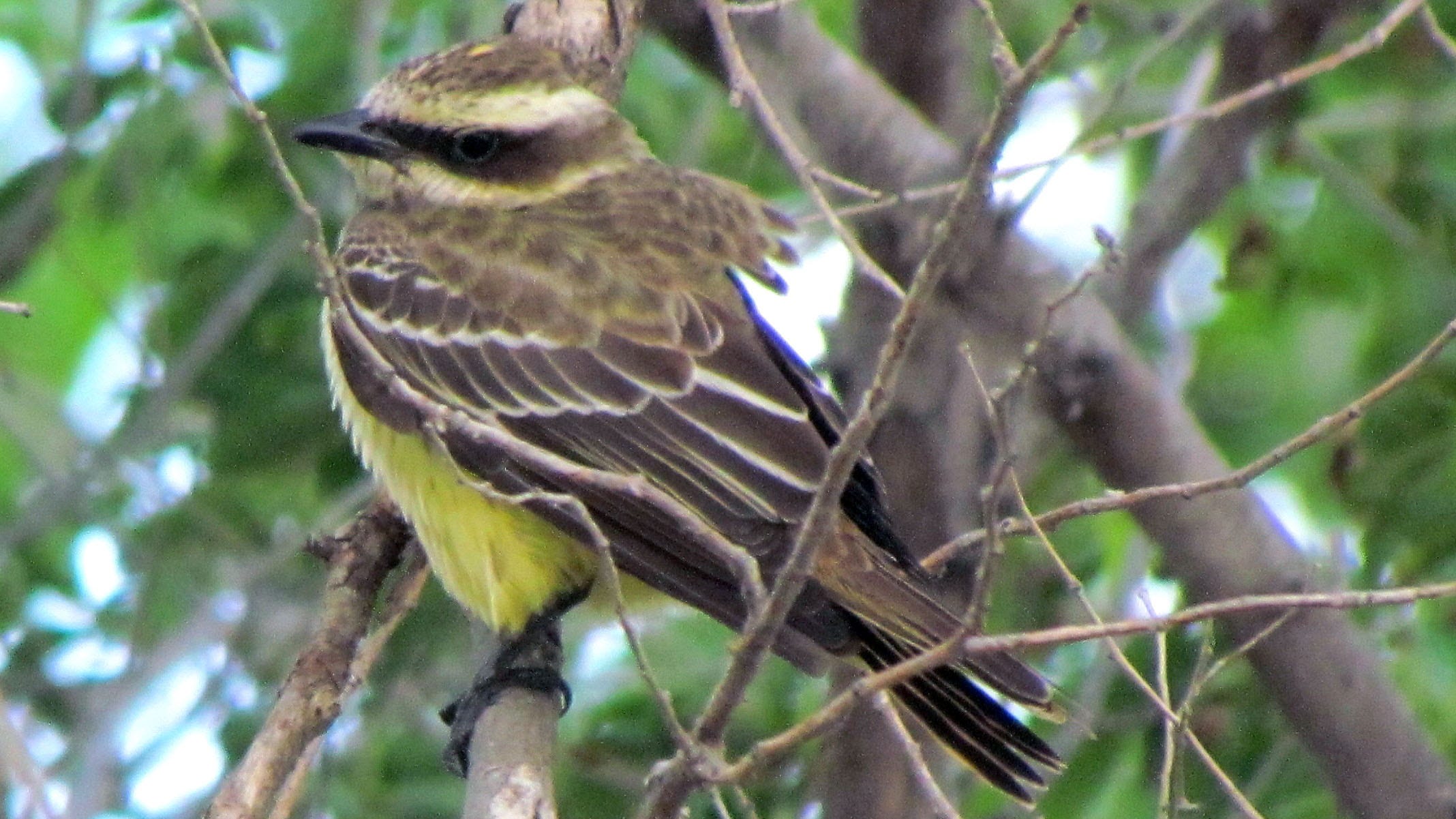 Small South American bird spotted in Kansas, the most northerly ...