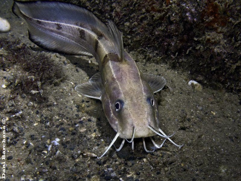 Killer 'Hezbollah' Fish Threatens Israeli Waters | Fox News