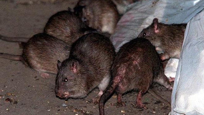 Infant mauled to death by rats in Mexico as teen mom is out dancing at ...