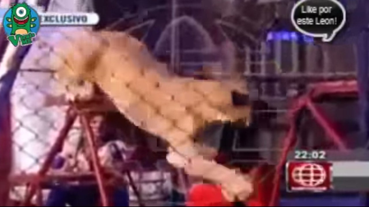 VIDEO: Lion Attacks And Drags School Teacher As Her Students Watch In ...