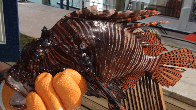 Lionfish Dishes to Please Your Palate and Your Conscience | Fox News