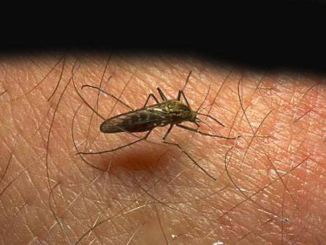 Hope on World Malaria Day | Fox News