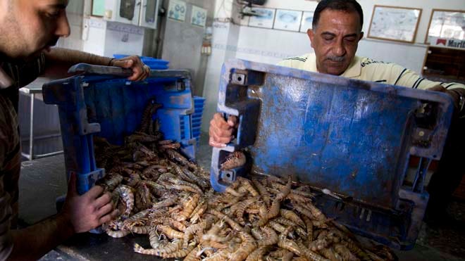 Israel allows Gaza fish exports for first time since 2007 | Fox News