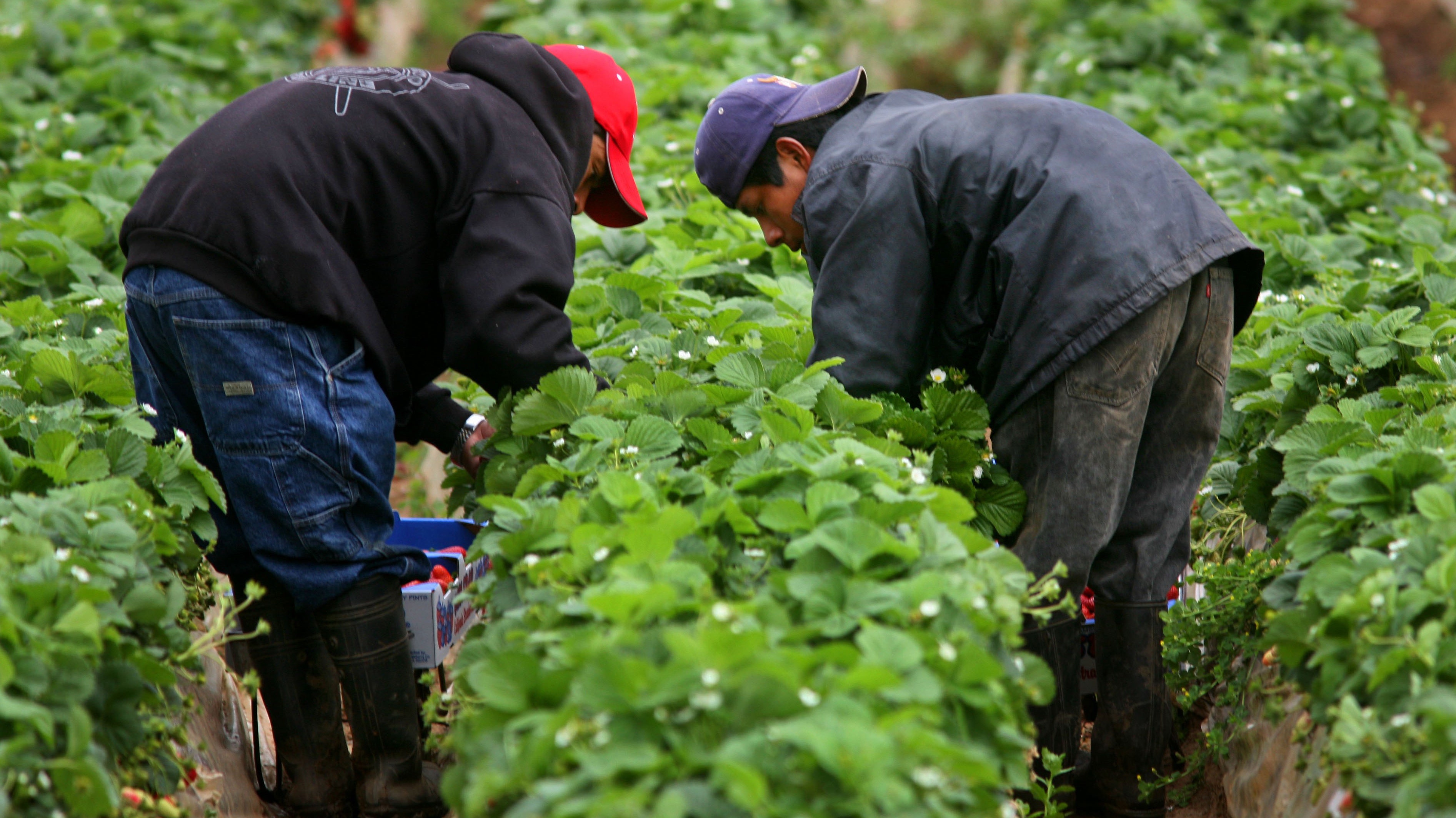 Thousands of migrant workers make trek to Louisiana's farms on ...