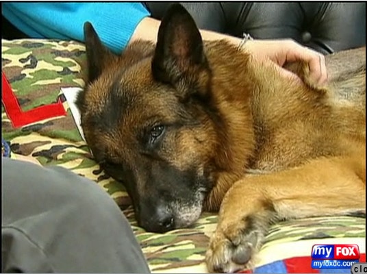 Stem Cell Treatment Gives Retired Military Service Dog New Lease on ...