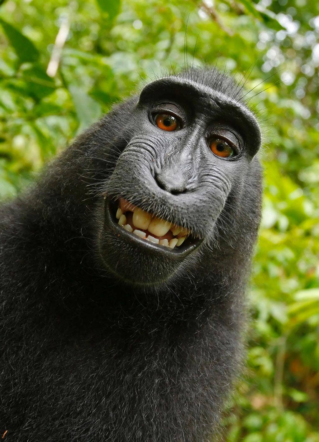 Judge rules monkey cannot own selfie photos copyright | Fox News