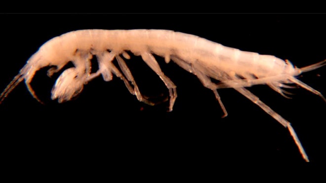 New shrimp-like species found in New Mexico cave | Fox News