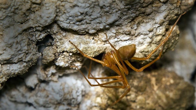 New clawed spider family found in Oregon cave | Fox News