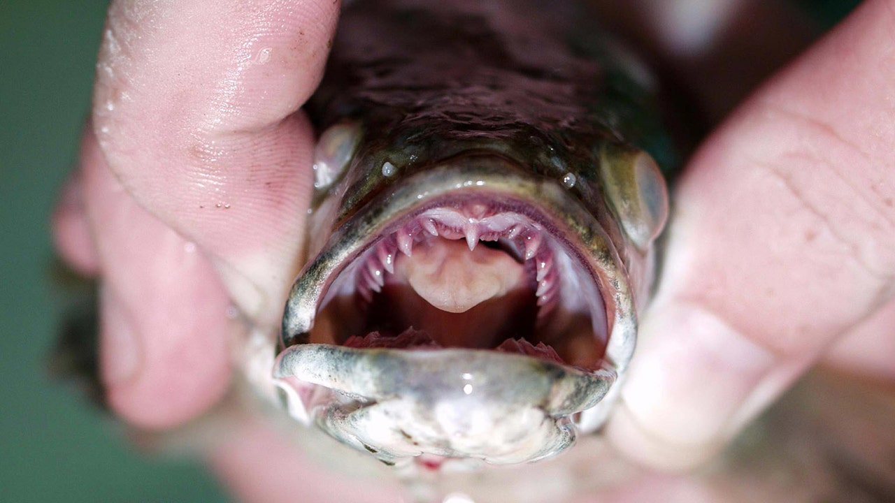 Pennsylvania anglers find terrifying 'frankenfish' snakehead in creek ...