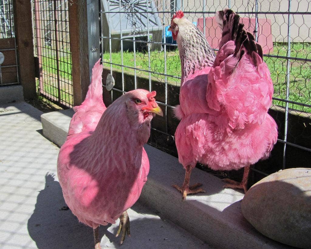 Why did the chickens turn pink? Owner says he wanted to 'make people ...