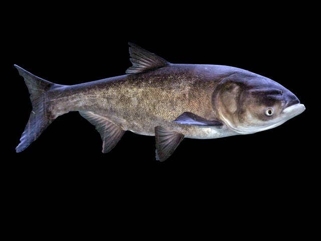 Rahm's Farewell Gift Chicago Style -- A Dead Fish | Fox News