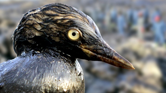 How Will the Oil Spill Affect Wildlife? | Fox News