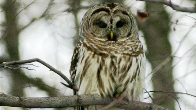 Feds begin killing barred owls to help save spotted owl | Fox News