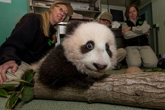 Panda Cub Hits 'Terrible Toddler' Stage | Fox News