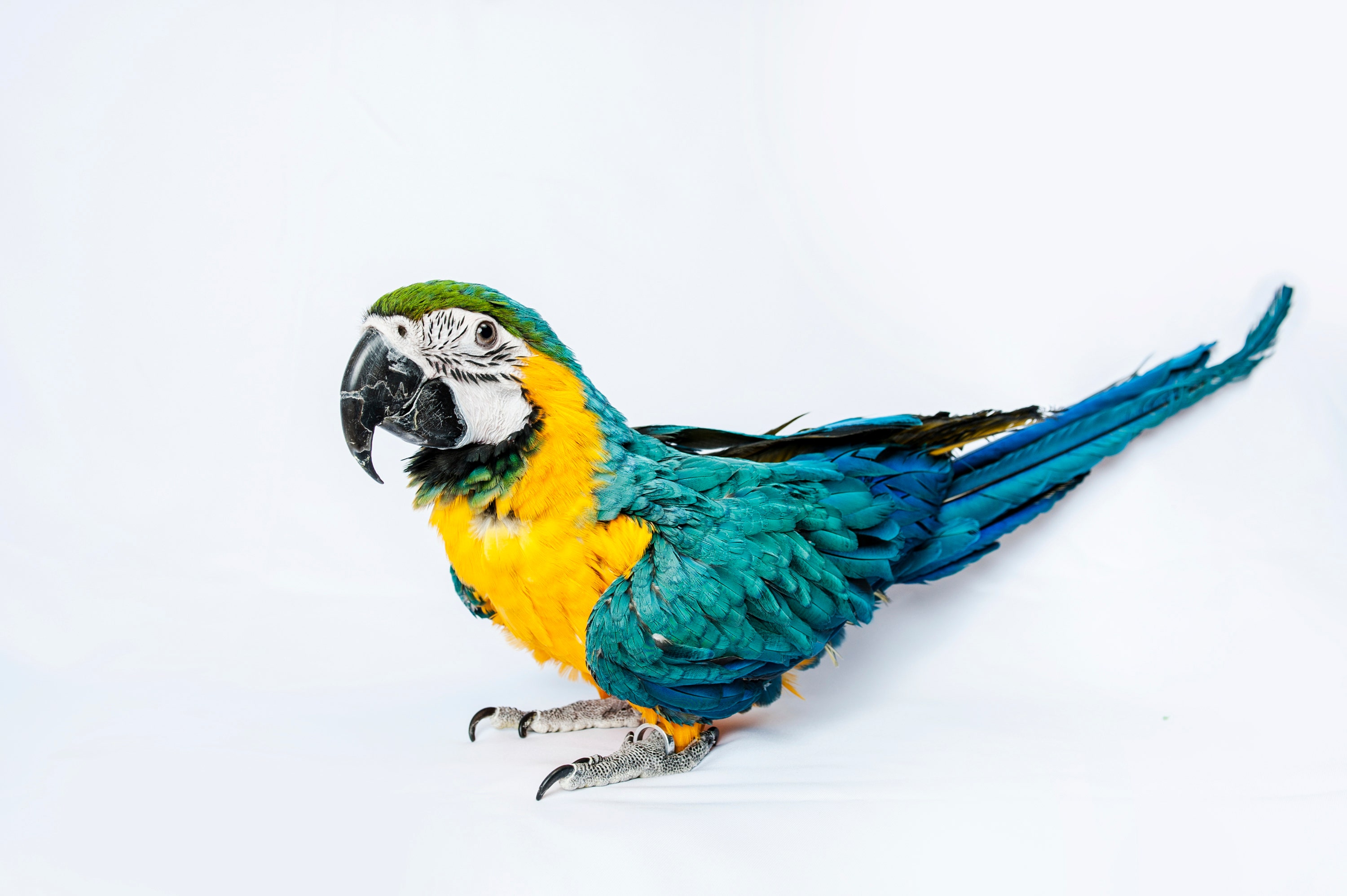 Potty-mouthed or misunderstood? Parrot at center of neighborly dispute ...