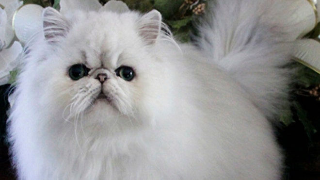 Iran mulls Persian cat as next animal astronaut | Fox News