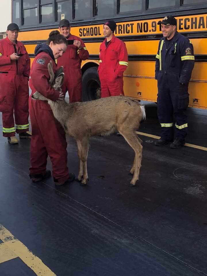 Deer spotted hugging firefighter on Canada ferry | Fox News