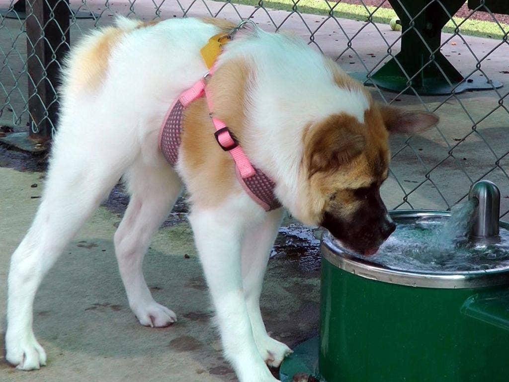 Hopping like a frog and walking like a gorilla, Pig the dog draws ...