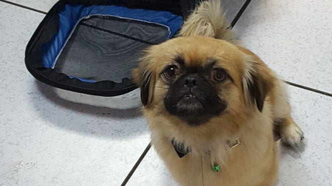 8 Cuban migrants and 1 cute dog on way to U.S. found on inhabited ...