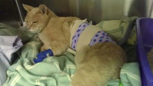 Alaska town's honorary cat mayor goes home after dog attack | Fox News