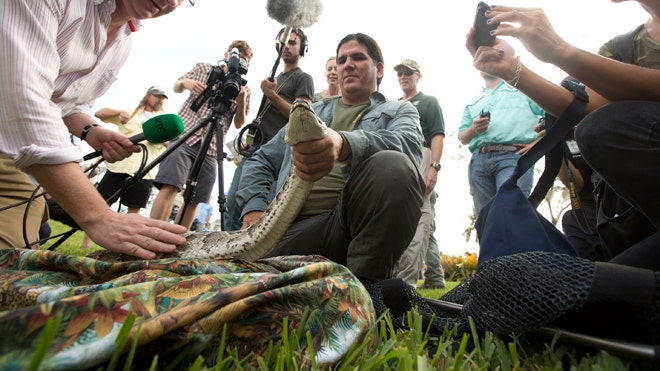 27 snakes killed so far in Florida python hunt | Fox News