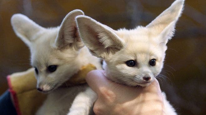 Animals you didn't know you could have as pets | Fox News