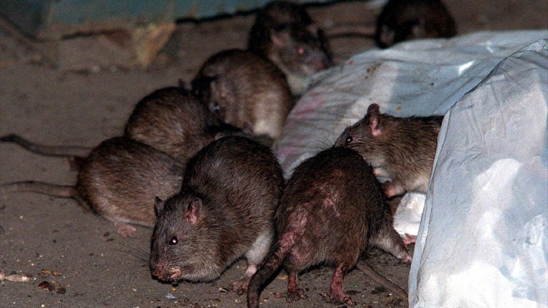 Rat-chucking festival in Spain comes under fire from animal-rights ...