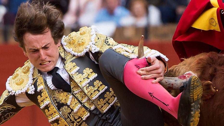 Bull Fight Gored