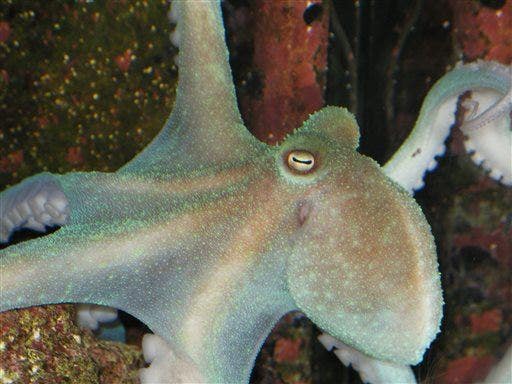 Scientists unlock secret of octopus's blue blood | Fox News