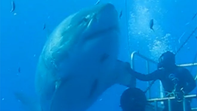 Mexican diver off Guadalupe Island filmed shaking hands with super ...